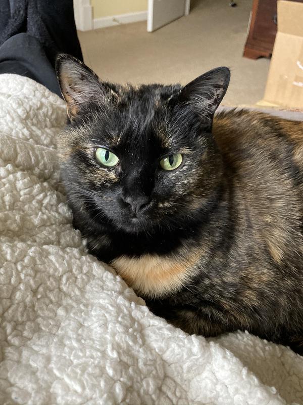 ELURA (capromorelin oral solution) for Cats, 20 mg/mL, 15 mL - Easy ...