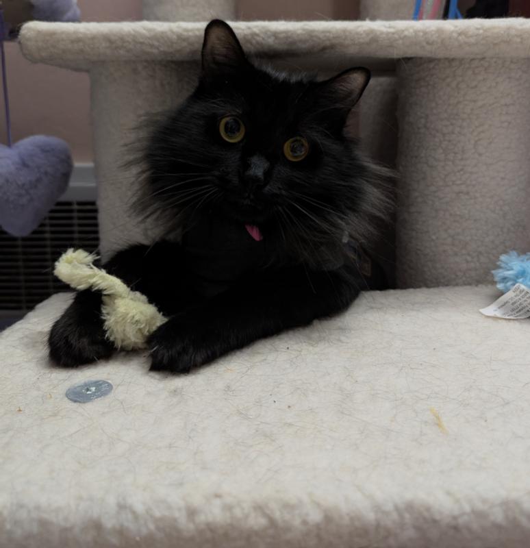 THUNDERSHIRT Anxiety Vest for Cats, Heather Grey, Small - Chewy.com