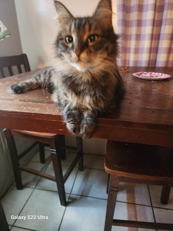 RAW PAWS All-Natural Loose Leaf Cut Catnip for Cats, 1-oz jar - Chewy.com