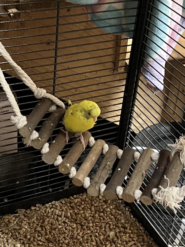 SUNGROW Parakeet & Bearded Dragon Ladder Rope Bridge Bird & Reptile Toy ...