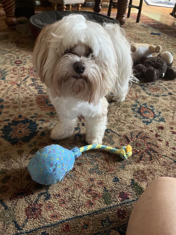 FRISCO Birthday Balloon Plush with Rope Squeaky Dog Toy, Blue, Medium ...