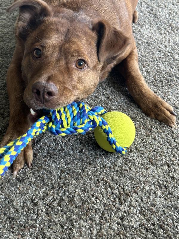 Out of Stock - FRISCO Rope with Rubber Ball Dog Toy, Medium/Large ...