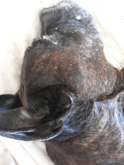 TOMLYN Nutri-Stat Gel High Calorie Supplement for Cats & Dogs, 4.25-oz ...