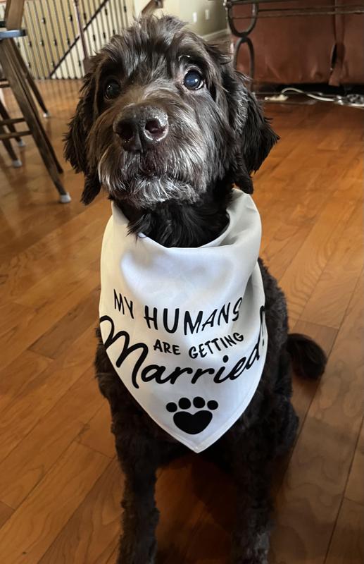 FRISCO My Humans are Getting Married Dog & Cat Bandana, Medium/Large ...