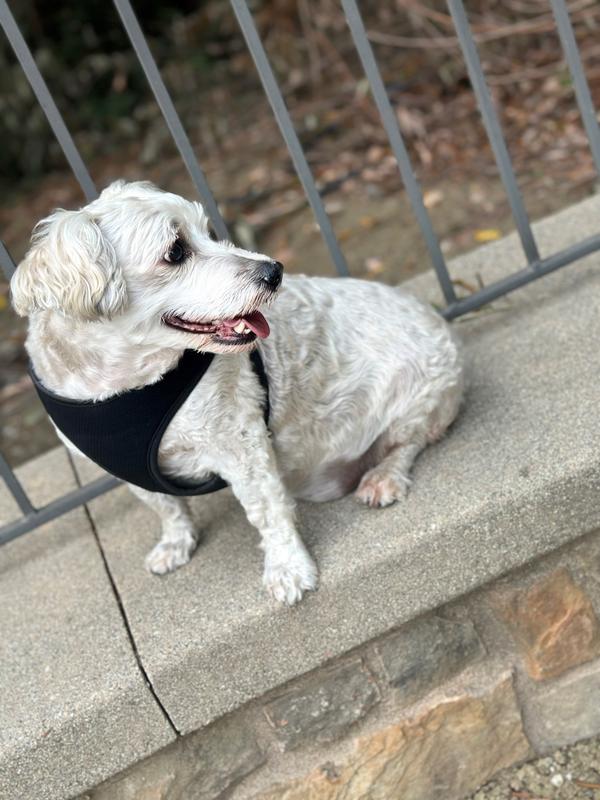 PRANA PETS Lignans & Melatonin with Biotin for Cushing's Disease ...