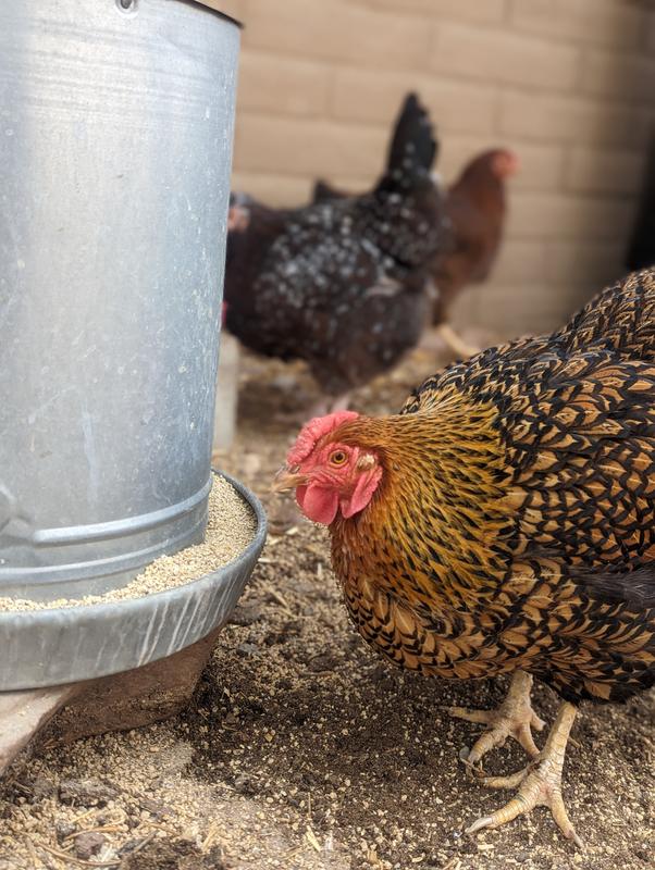 NUTRENA Nature Smart Organic Layer Feed 16% Protein Crumble Chicken ...