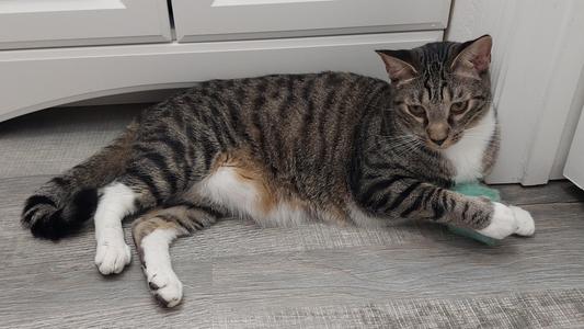 SMARTYKAT Fuzzy Friends Plush Ball Cat Toys, 2 count - Chewy.com