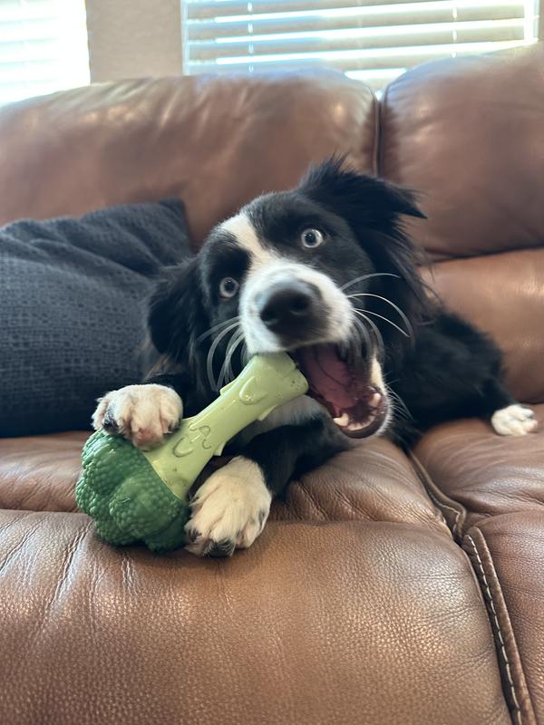 NYLABONE Power Chew Broccoli Dog Toy Bacon Cheese, Large - Chewy.com