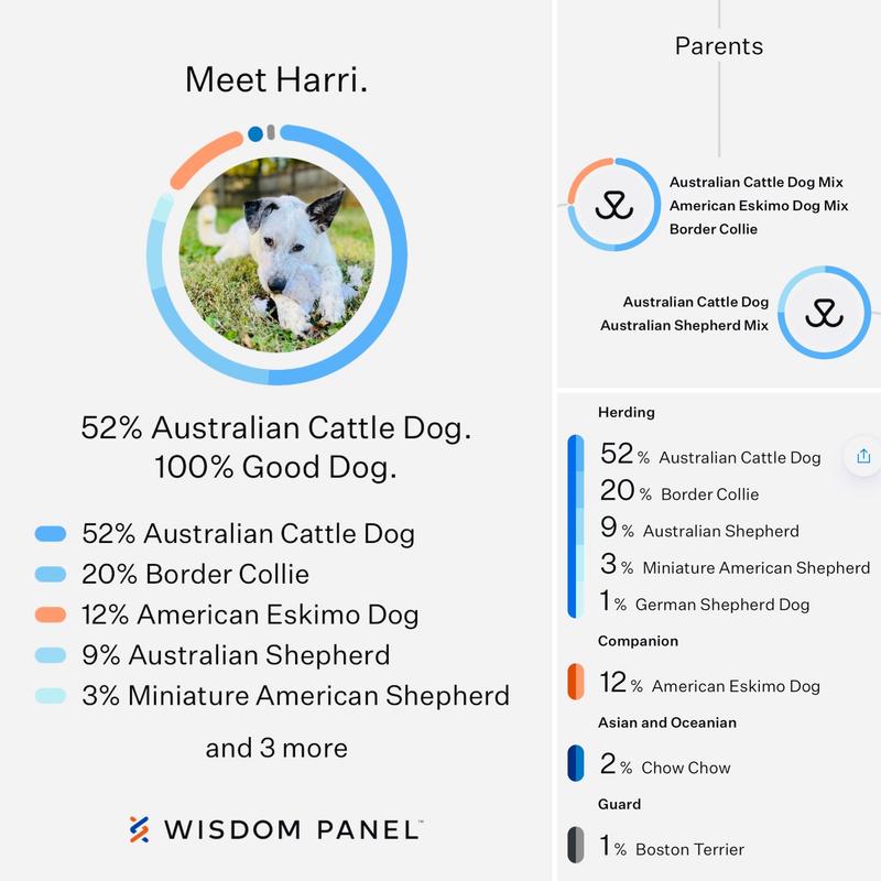 WISDOM PANEL Essential Breed Identification DNA Test for Dogs - Chewy.com