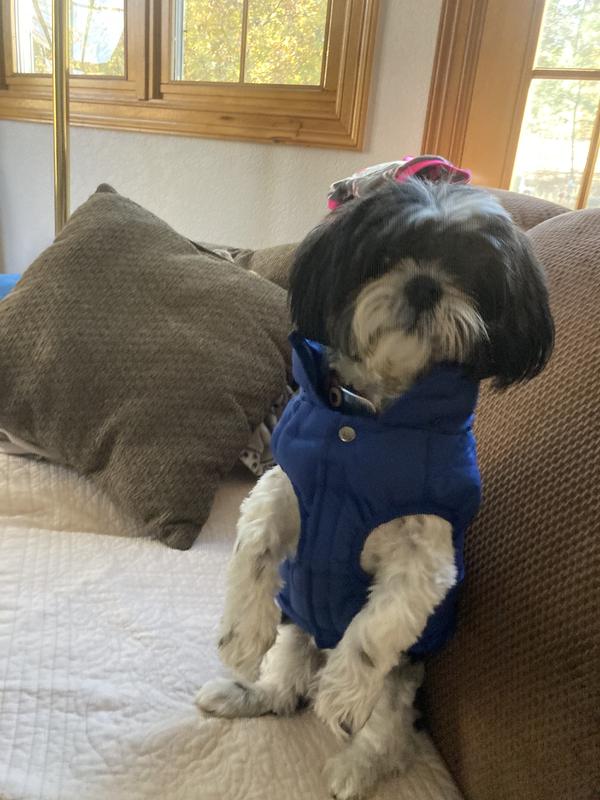 FRISCO Mediumweight Quilted Dog & Cat Puffer with Removable Hood, Blue ...