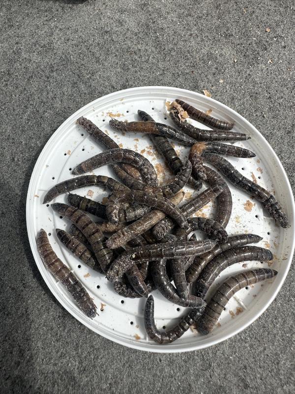 MACK'S NATURAL REPTILE FOOD Large Superworms Live Feed Reptile Food, 50 count - Chewy.com