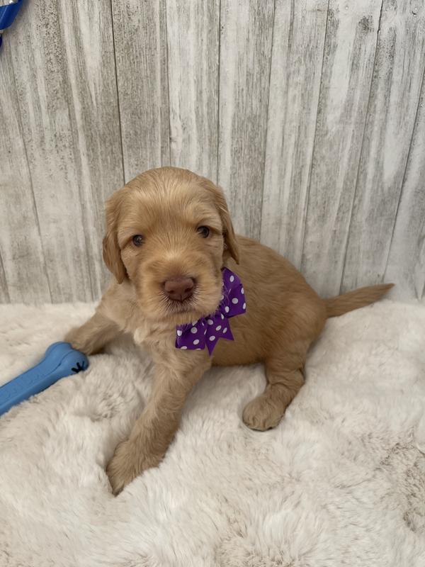 PETAG Esbilac 2nd Step Puppy Weaning Food, 14-oz can - Chewy.com