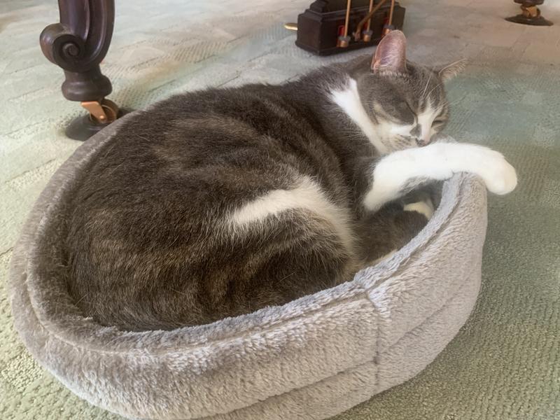 PROZINC (protamine zinc recombinant human insulin) U-40 Injectable for ...