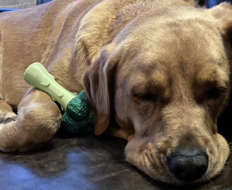 NYLABONE Power Chew Lobster, Cheese, & Broccoli Dog Chew Toy Bundle ...