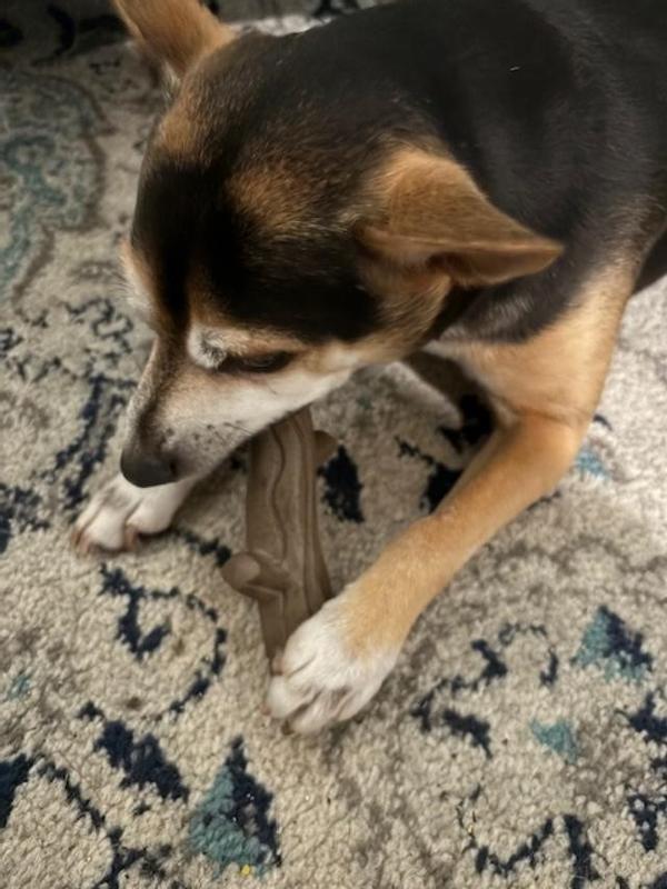 FRISCO Stick Nylon Chew Dog Toy for Heavy Chewers, Small - Chewy.com