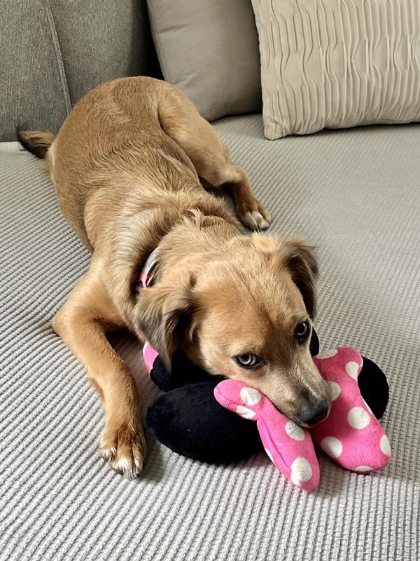 Out of Stock - DISNEY Minnie Mouse Bow Round Plush Squeaky Dog Toy ...