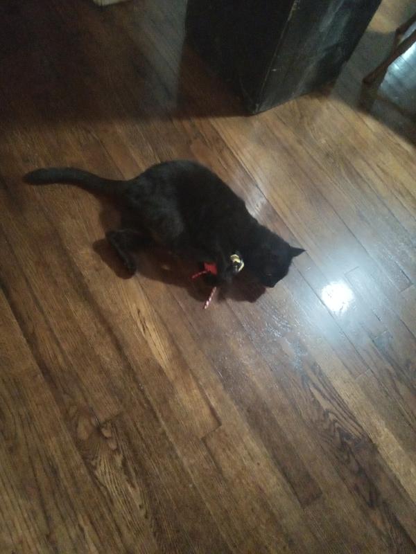 FRISCO Valentine Jammin' Ladybug Plush Cat Toy with Catnip - Chewy.com