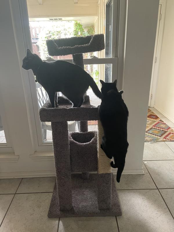 FRISCO 53-in Real Carpet Cat Tree with Tunnel, Gray - Chewy.com