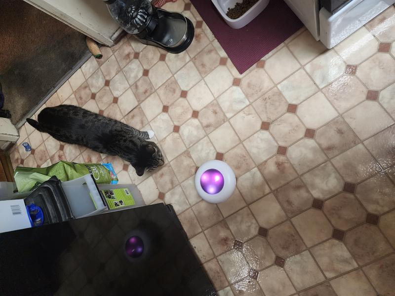 SHELE UFO Interactive Cat Toy, White, Small - Chewy.com