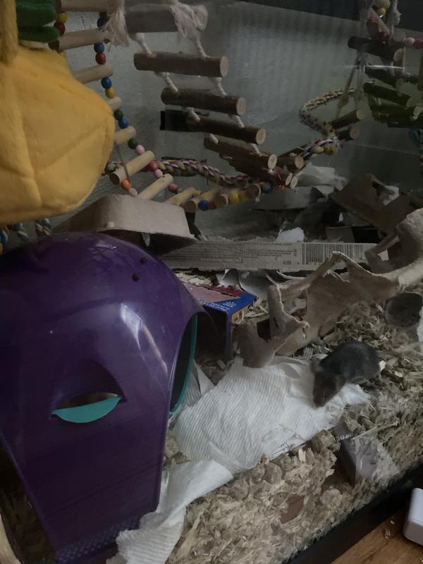 Out of Stock - LIXIT Critter Space Pod Small Animal Hideout, Color ...