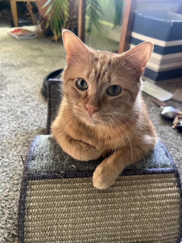 SMARTYKAT Scratch Scroll Sisal & Carpet Curled Cat Scratcher with ...