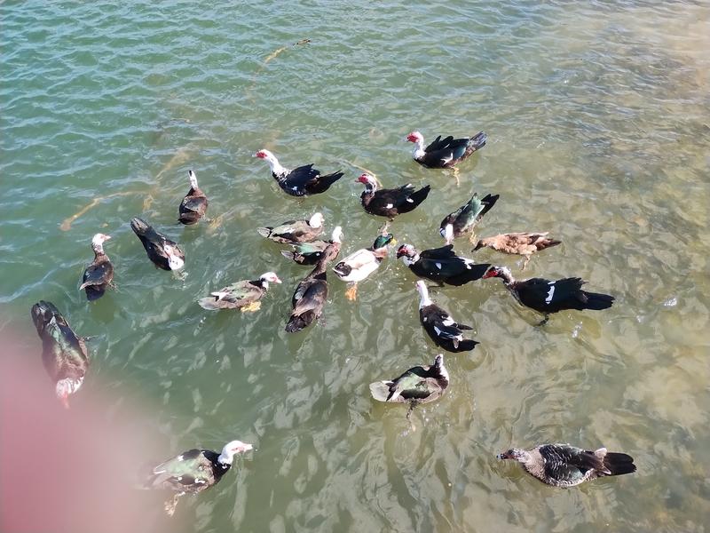 MANNA PRO Duck Discs Waterfowl Duck Treats, 16-oz bag - Chewy.com