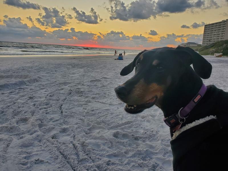 ZYCORTAL (desoxycorticosterone pivalate injectable suspension ...