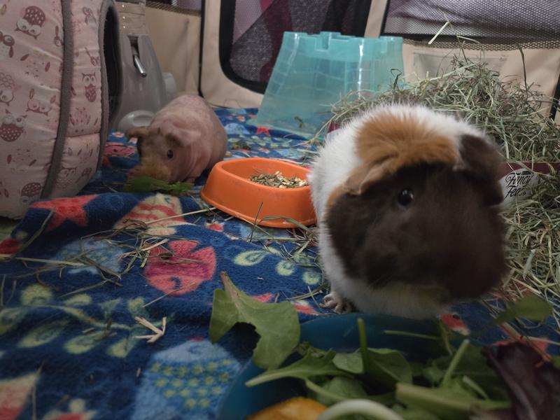 KRUSE'S PERFECTION BRAND Guinea Pig Food, 40-lb bag - Chewy.com