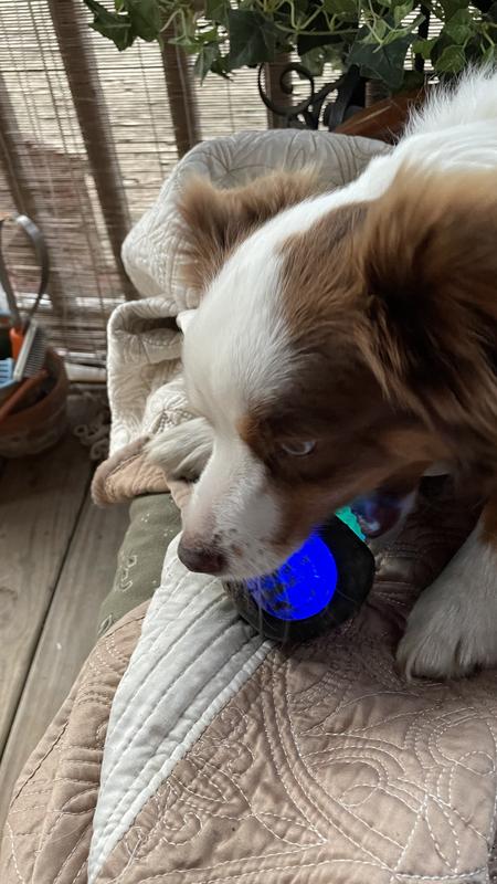 MULTIPET Doglucent TPR Dental Diamond Ball Dog Toy, 1 count - Chewy.com