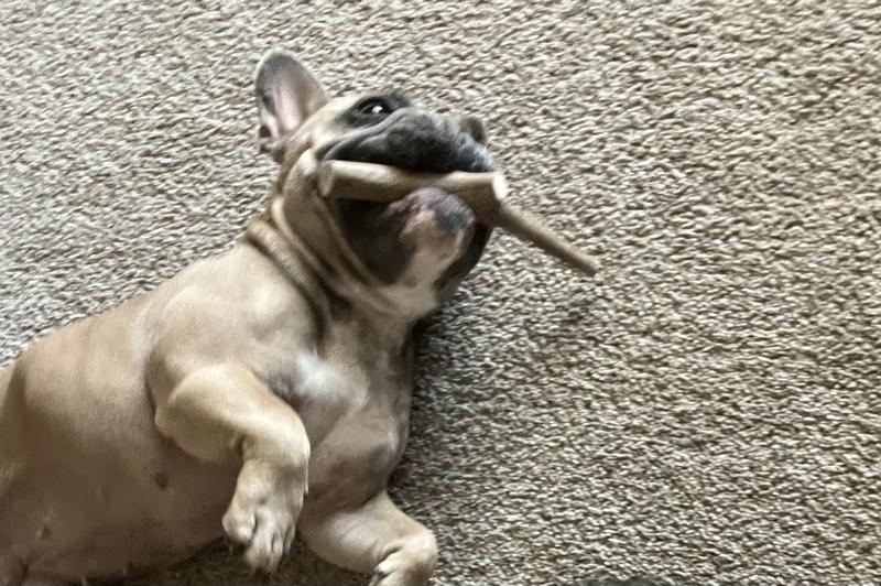 BUCK BONE ORGANICS Whole Deer Antlers Dog Chews, 1-lb bag - Chewy.com