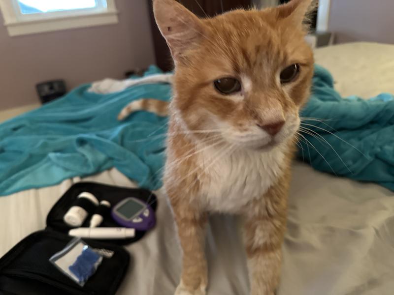 ALPHATRAK 3 Blood Glucose Diabetic Monitoring Kit for Cats, Dogs ...