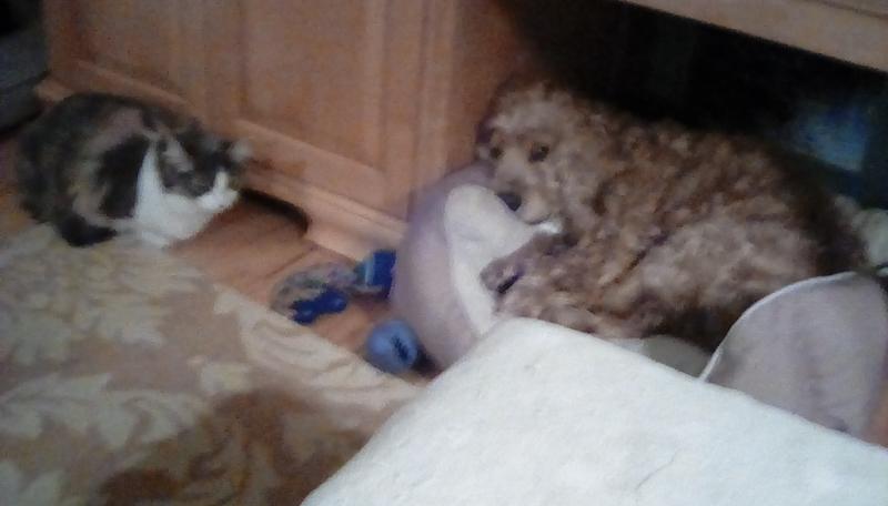 JOLLY PETS Monster Ball Dog Toy, 3.5-in - Chewy.com