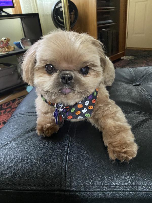 BUDDY WASH Splash Lavender & Mint Dog Spritzer & Conditioner, 4-oz ...