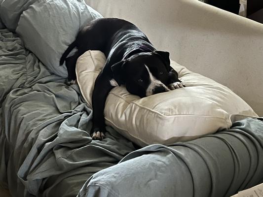 PATPET P920 Outdoor Dedicated 1300M Remote Dog Training Collar - Chewy.com