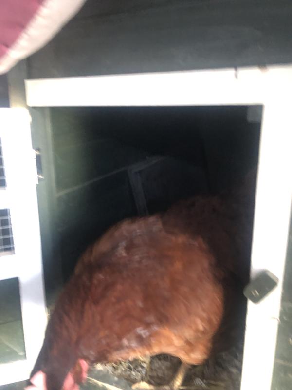 FARM INNOVATORS Heated Chicken Mat - Chewy.com