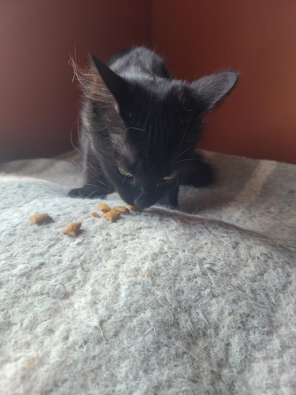 TINY TIGER Chicken Chompers Flavor Filled Crunchy Cat Treats, 16-oz bag ...