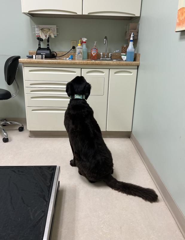 PURINA PRO PLAN VETERINARY DIETS DH Dental Health Dry Dog Food, 18-lb ...