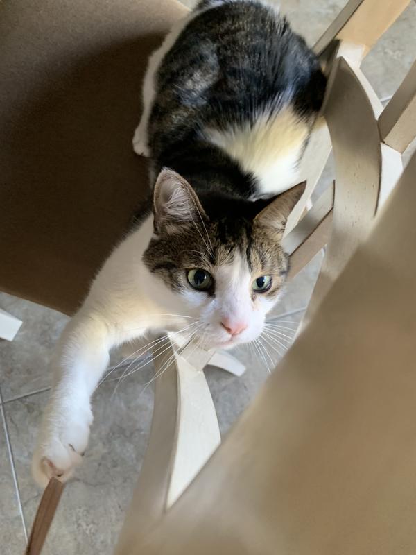 Out of Stock - DR. MERCOLA SpiruGreen Superfood Tablets Dog & Cat ...