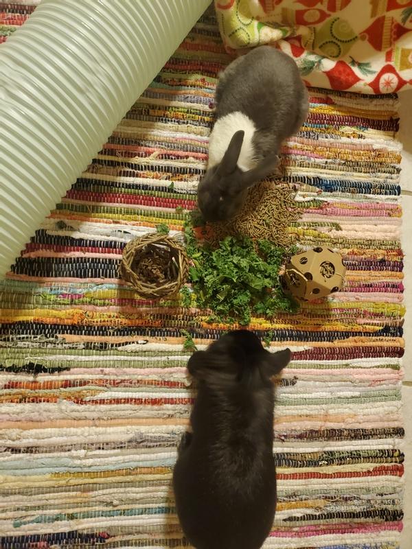 BLUEBONNET FEEDS Rabbit Kindle Bits 18% Protein Rabbit Food, 50-lb bag ...