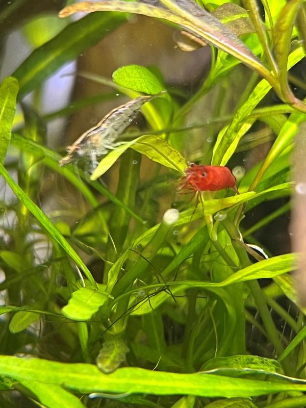 FLUVAL Fl Bug Bites Shrimp Formula Shrimp Food, 1.05-oz - Chewy.com