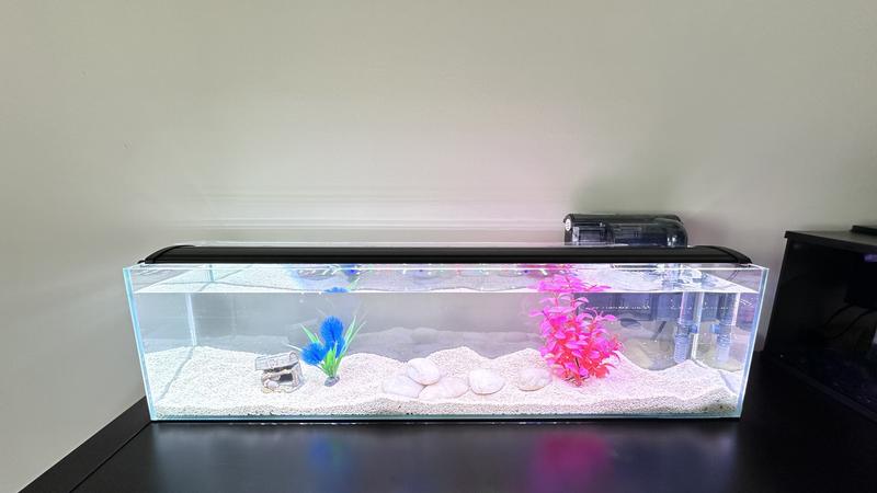 Temporarily Unavailable - LIFEGARD Clear Glass Bookshelf Aquarium with ...