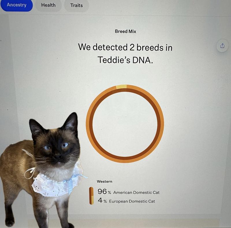 WISDOM PANEL Complete Cat DNA Test - Chewy.com