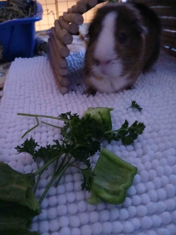 FRISCO Wooden Bridge Small Pet Hideout, Small - Chewy.com