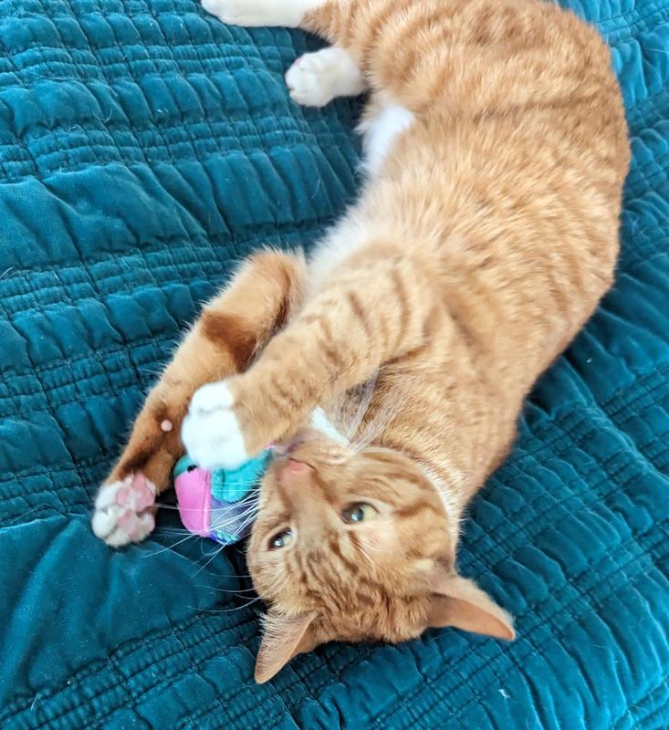 FRISCO Hummingbird Chirping Sound Electronic Plush Cat Toy with Catnip ...