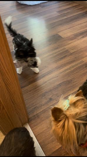 MULTIPET Bouncy Burrow Buddies Babies Squeaky Stuffing-Free Plush Puppy ...