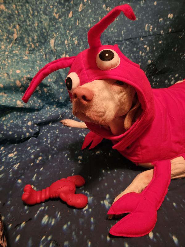 FRISCO Red Lobster Dog & Cat Costume, Medium - Chewy.com