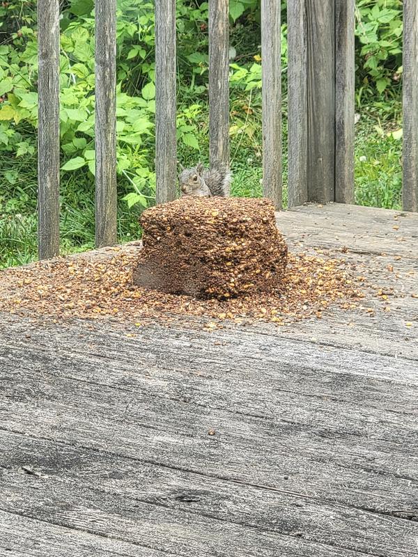 BACKYARD BUFFET Wildlife Treat, 20-lb block - Chewy.com
