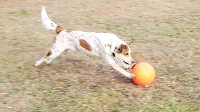 THE VIRTUALLY INDESTRUCTIBLE BALL Dog Toy, Color Varies, 14-in - Chewy.com