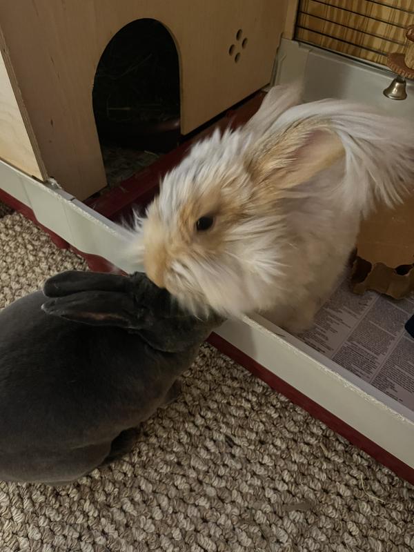 KENT / BLUE SEAL Home Fresh Pro Hutch 16 Pellet Rabbit Food, 25-lb bag ...