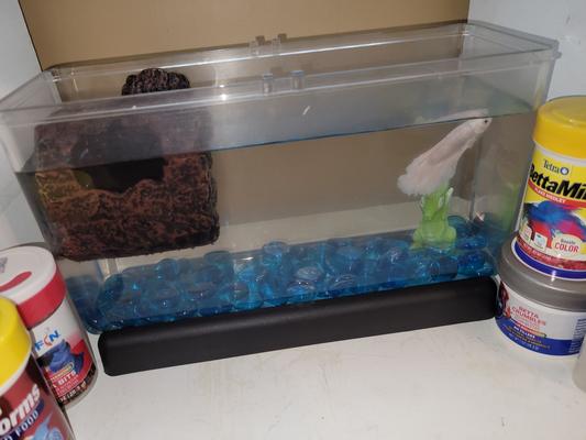 ZOO MED Floating Betta Log - Chewy.com